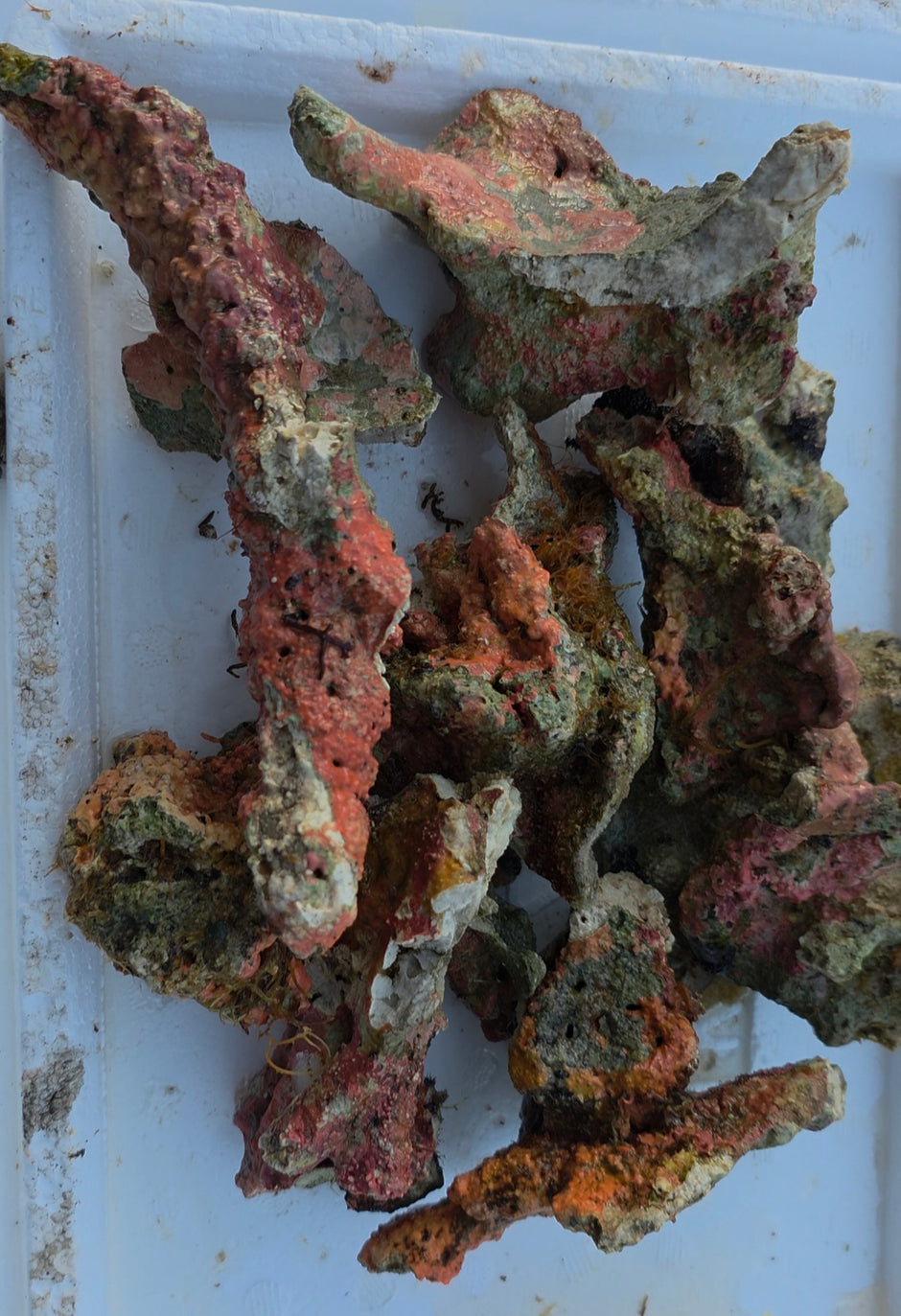 AUSTRALIA LIVE ROCK WYSIWYG – Pristine Marine Aquariums